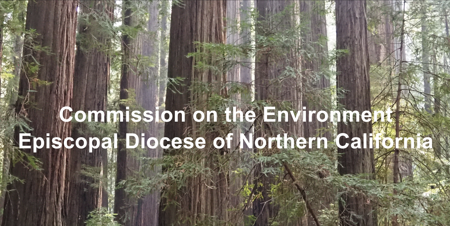 Christmas holiday tips for reducing carbon footprint - The Episcopal ...